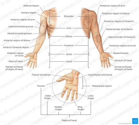 Regions Of The Upper Limb Anatomy Kenhub