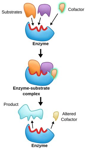 Enzyme Substrate Complex Example