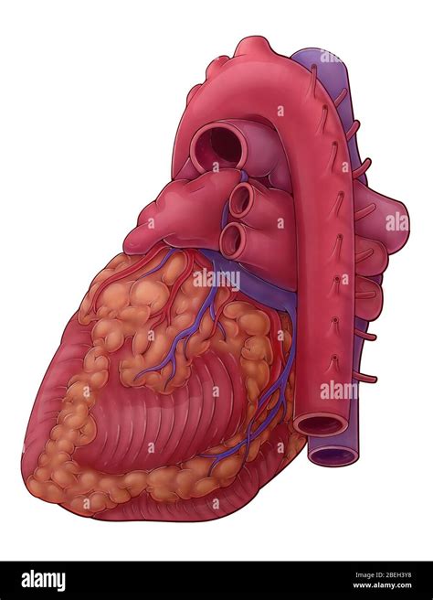 Pulmonary Arteries And Veins Anatomy And Function Kenhub 46 Off