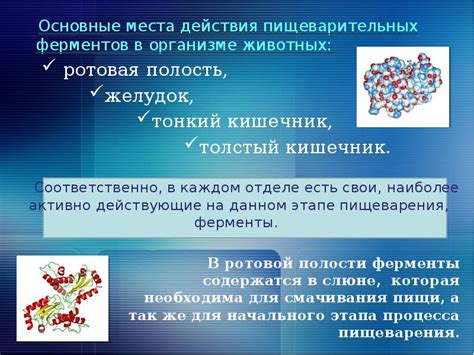 ферменты пищеварения - презентация, доклад, проект скачать