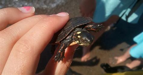 Teeniest Tiniest Turtle Imgur