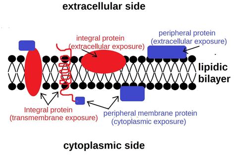 Peripheral Protein Definition Biology Simple At Jonathan Whelchel Blog
