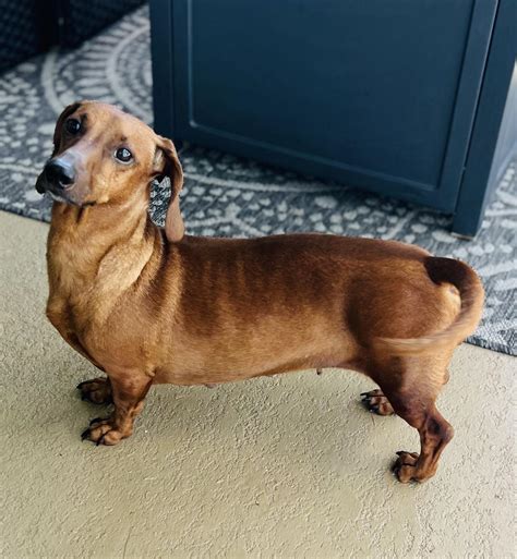 Adopt Lily And Ruby Bonded Today Pets Thecountyoffice