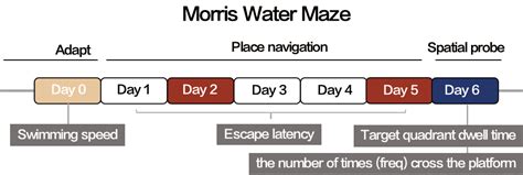 Operation Procedure And Precautions Of Thread Embedding Acupuncture Therapy In Alzheimer Text Page