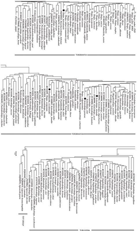 Neighbor Joining Tree With Bootstrap Support 2000 Replicates Showing