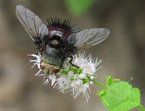 Fly Pollination