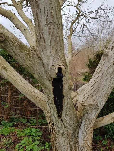 Walnut Tree Bleeding Canker Tree Health Care Arbtalk The Social