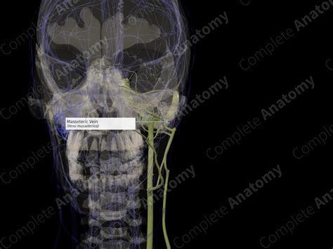 Masseteric Vein Left Complete Anatomy