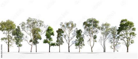 Different Species Of Brisbane Eucalypt Trees Sheet Turnaround