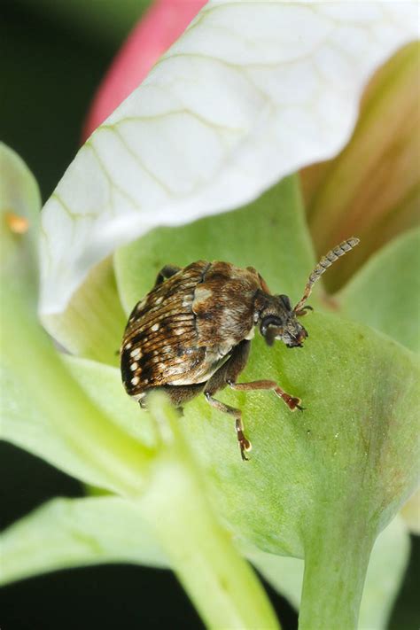 How To Identify And Control Pea Weevils Gardeners Path
