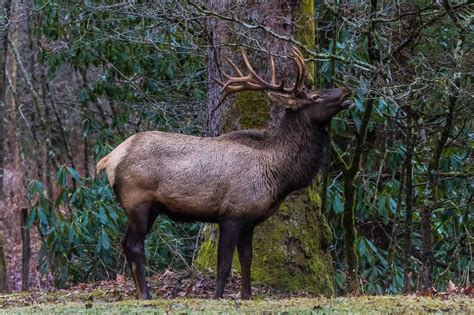 What To Do With Ivory Elk Teeth At Monte Stock Blog