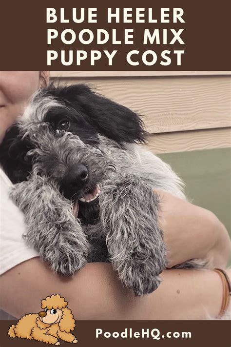 Blue Heeler Australian Cattle Dog Poodle Mix Poodlehq Poodle Mix