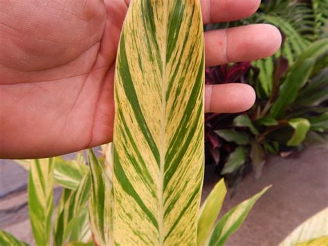 Variegated Shell Ginger
