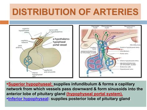 Endocrine System Anatomy Of Pituitary Gland Ppt