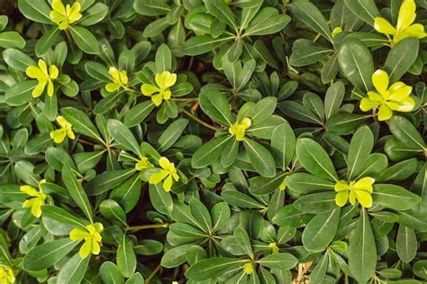 Jeunes Feuilles Vertes De La Plante Bush Pittosporum Tobira Nature