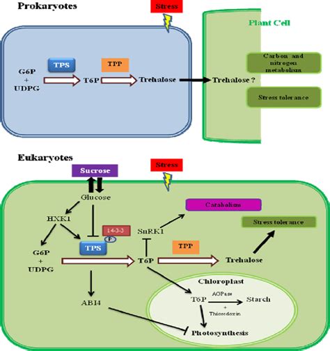 Trehalose Metabolism From Osmoprotection To Signaling
