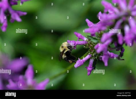 Bumble Bee On Nepeta Foraging For Food And Polinating Flowers Stock Photo Alamy