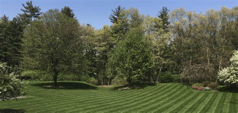 Best Trees For Turf Grass Pjc Organic