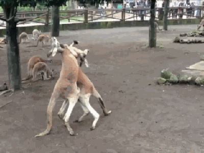 Funny Fights On S 100 Animated  Pics