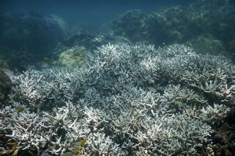 Second Mass Bleaching Event Strikes Great Barrier Reef