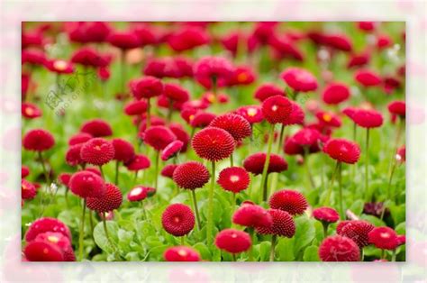 花花图片素材 编号 图行天下