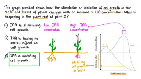 Question Video Describing The Effect Of High Concentrations Of Iaa On Plant Roots Nagwa