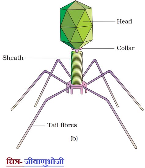 Virus Structure And Function In Hindi