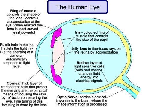 cyberphysics the human eye sight defects and their correction