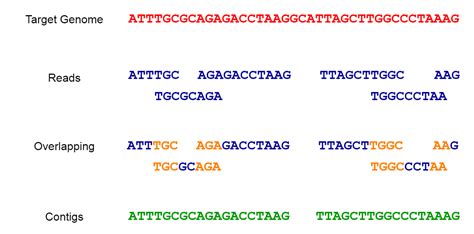 Dna Sequence Data Analysis A Simple Introduction To Dna Sequence By