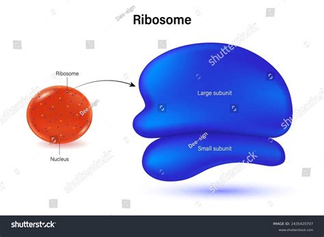 Ribosome Structure Vector Large Subunit Small Stock Vector Royalty Free 2435420707 Shutterstock