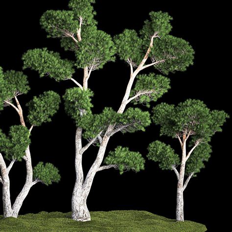 Decorative Trees Pine Topiary Niwaki 1176 3d Model Cgtrader