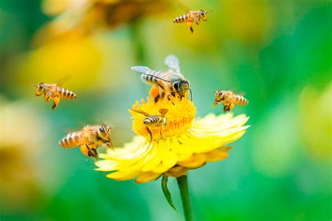 Пчеларите и стопаните обработващи площи със земеделски култури трябва да се регистрират в