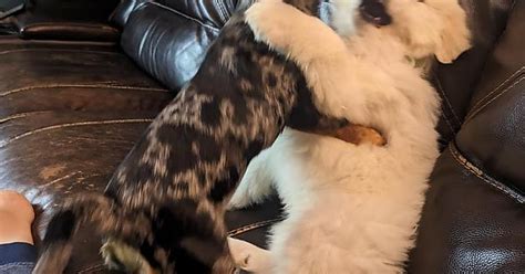 A Picture Of Pepperoni And Yeti Every Day Album On Imgur A Picture Of Pepperoni And Yeti Every Day Album On Imgur