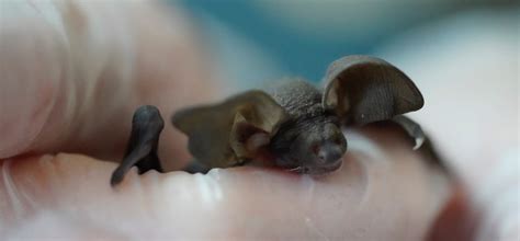 Vous Avez Trouvé Une Jeune Chauve Souris Ligue Royale Belge Pour La Protection Des Oiseaux