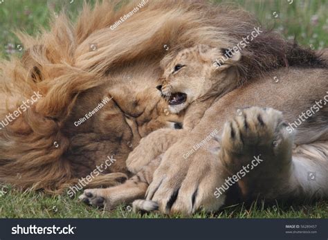 Lion Cubs With Dad
