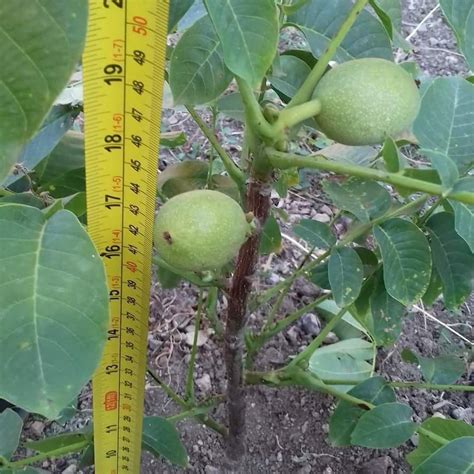 ჯუჯა ხეხილი და ვარდები