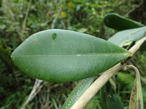 Alyxia Apocynaceae