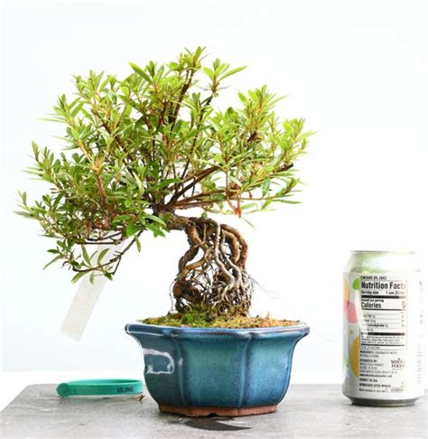 satsuki azalea bonsai japanese import var kinshi 7008 bonsai learning