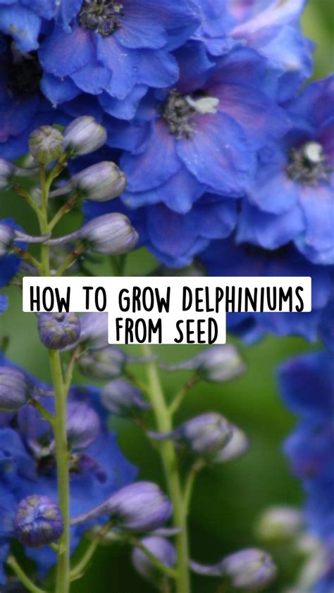 How To Grow Delphiniums From Seed Artofit