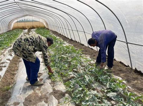 东至胜利镇菌瓜轮种两头甜 医药医改频道 东方养生
