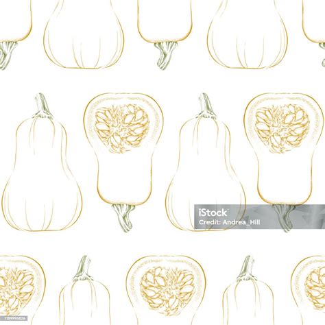 버터 넛 스쿼시 원활한 패턴 배경 벡터 잉크 및 수채화 그림 10월에 대한 스톡 벡터 아트 및 기타 이미지 10월 11월 가을 Istock