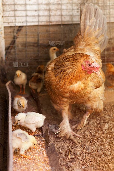 母鸡在保护她的新生小鸡