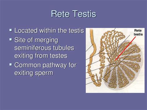 Reproduction Chapter Ppt Download