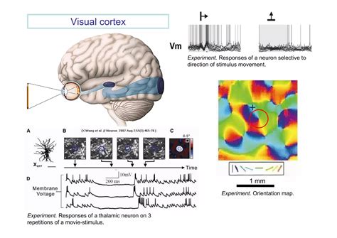 Hierarchy Of Visual Cortex Models Pdf Home Entertainment Systems Consumer Electronics
