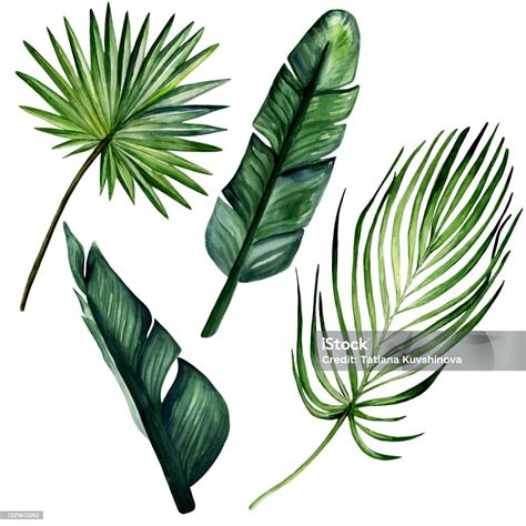 바나나 나무와 야자수 가지의 녹색 잎을 포함하여 4 요소의 수채화 손으로 그린 식물 세트 0명에 대한 스톡 벡터 아트 및 기타 이미지 0명 관목 나무 Istock