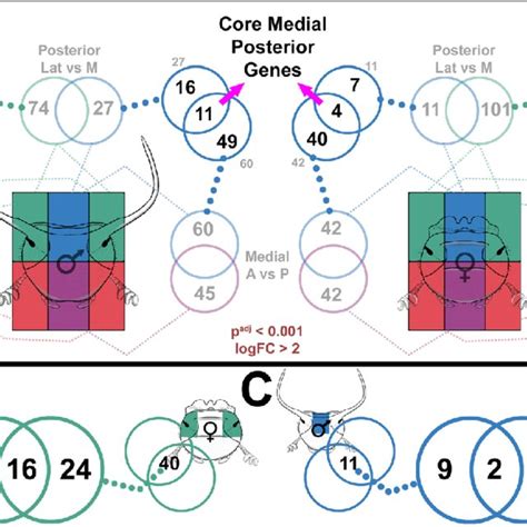 Cross Sex Comparison Of Posterior Region Unique Core Genes A Core Download Scientific Diagram