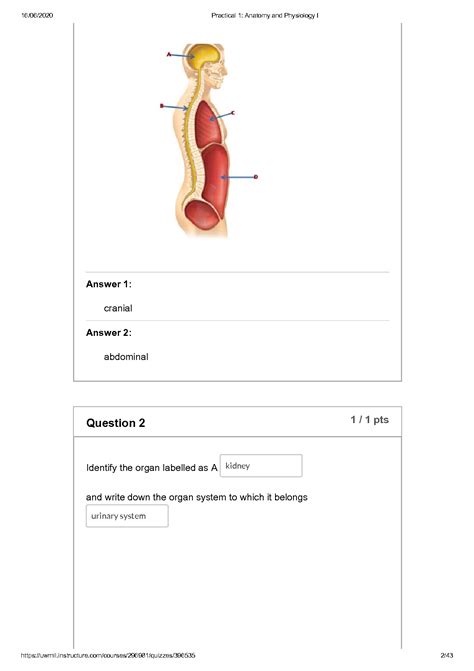 Lab Practical 2 Anatomy And Physiology At Thomas Mould Blog