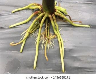 Corn Root System Grown Plastic Covered Stock Photo Shutterstock