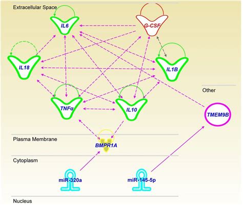 Prediction Of Target Molecules Of The Selected Mirs By In Silico Download Scientific Diagram