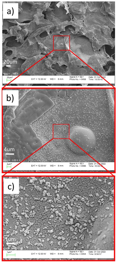 Sem Micrograph Of The Lc Sponge Containing Lcnsptx At A 500x And B Download Scientific